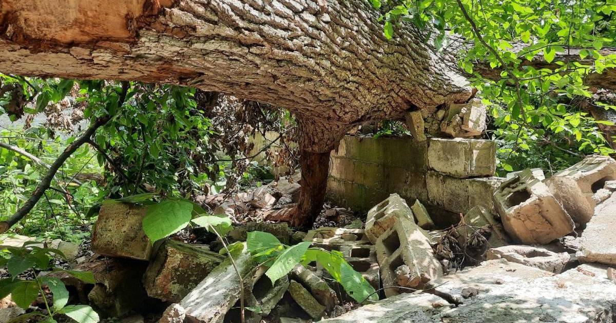 Good Natured in St. Charles: Toppled tree fells boys’ home zoo Monkey ...