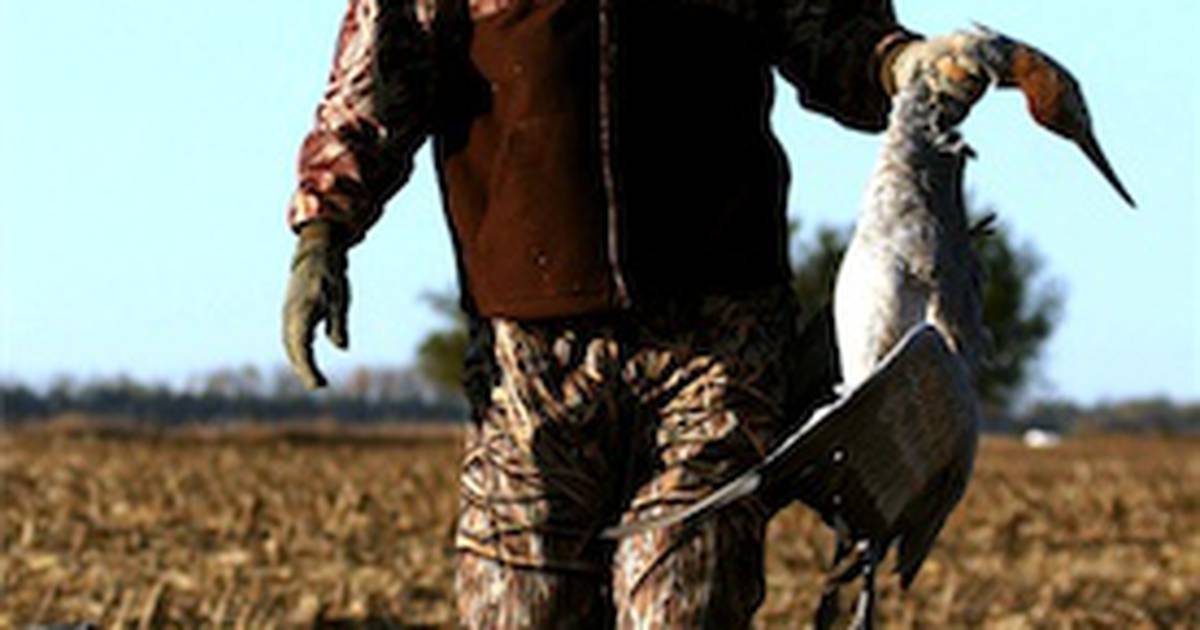 Bagging a crane is well worth a hunter’s strain – Shaw Local