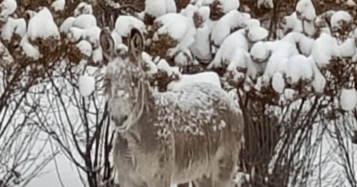 Donkey on the loose in Woodstock hit by train, owner says – Shaw Local
