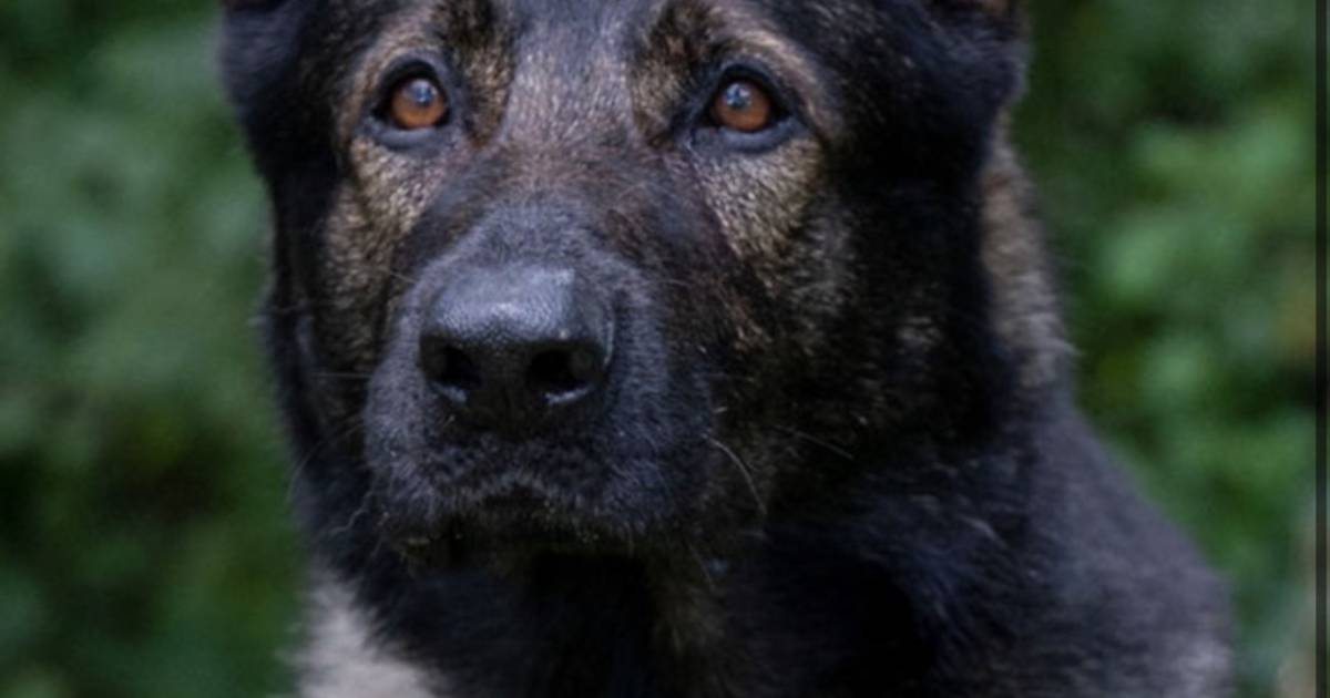 Retirement ceremony set for Lake County Sheriff’s K-9 Dax – Shaw Local