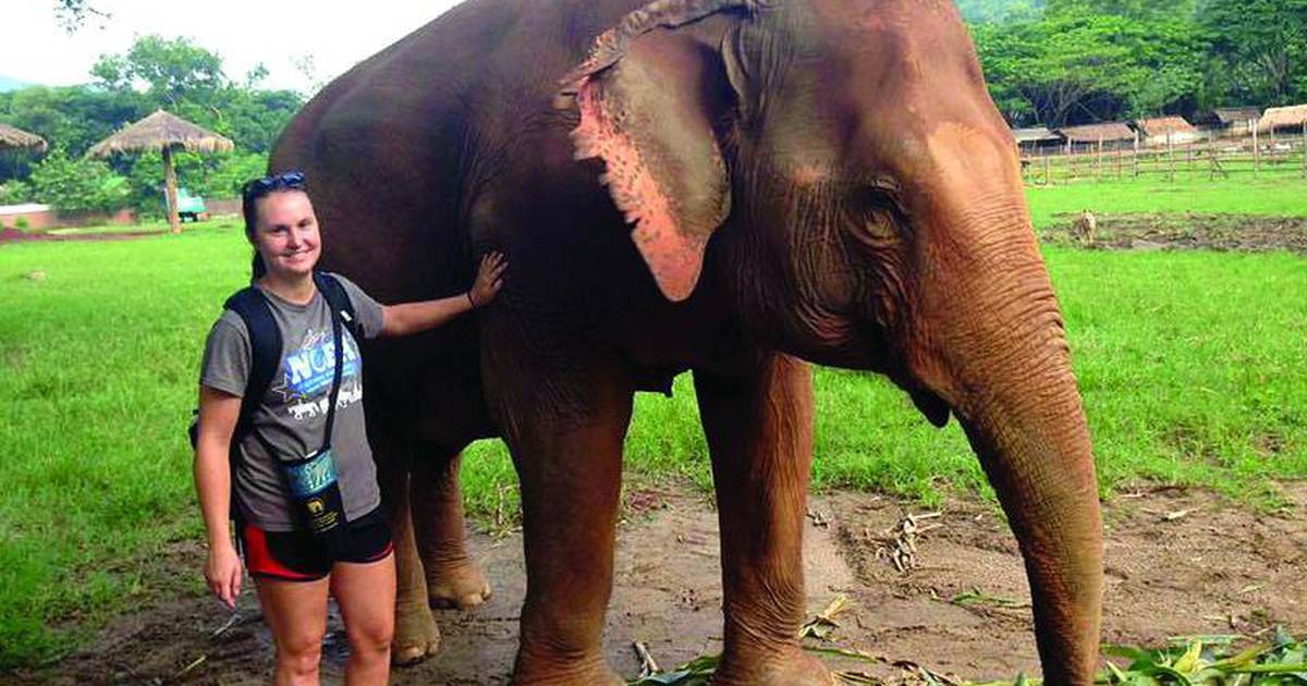 St. Charles East grad works with elephants in Thailand – Shaw Local