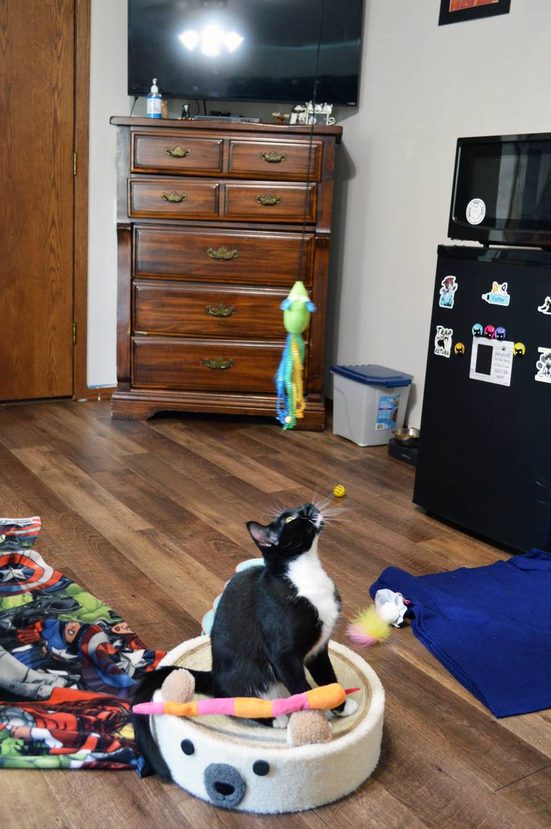 Project Humane Polo continues work – Shaw Local