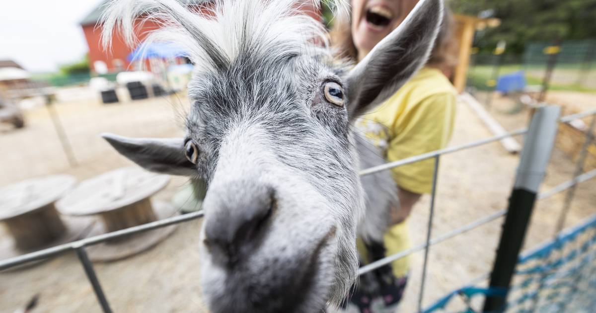 Photo: Happy Little Hooves Farm in Sterling – Shaw Local