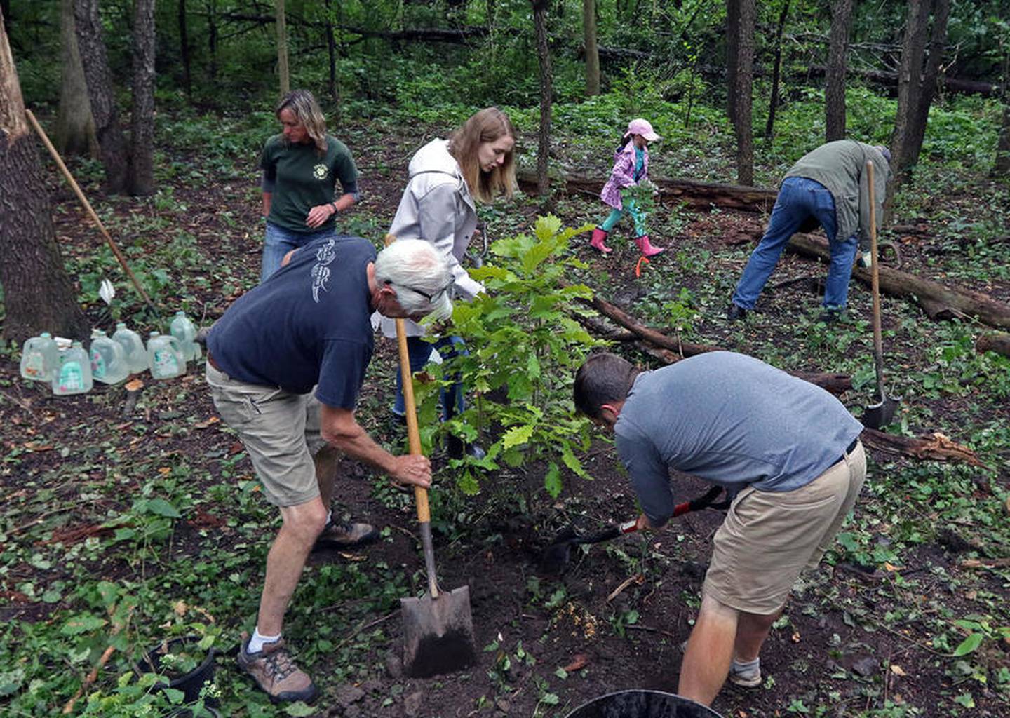 Trees planted in Glen Ellyn – Shaw Local
