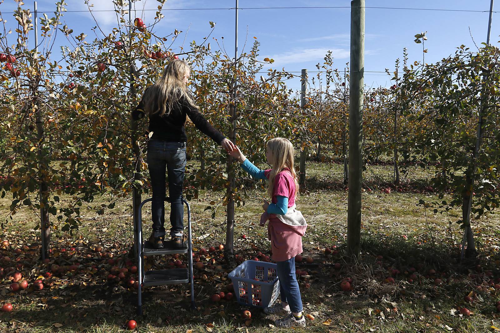 Stade Farm gives nonprofits last pick of the field – Shaw Local