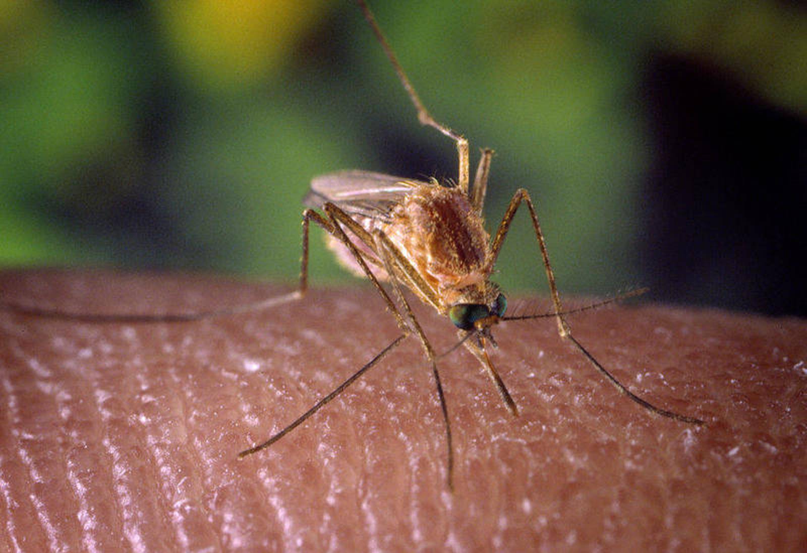 Clarke to do city-wide mosquito spraying in St. Charles Friday night ...