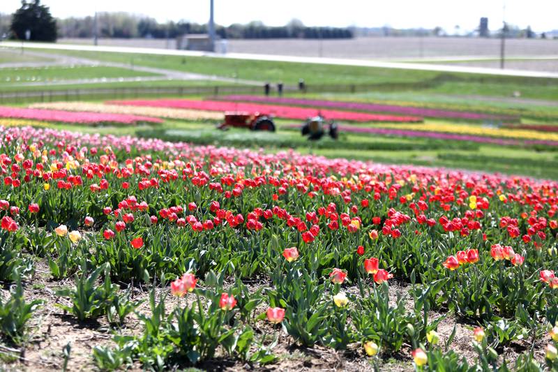 Photos: 2024 Midwest Tulip Festival opens in Maple Park – Shaw Local