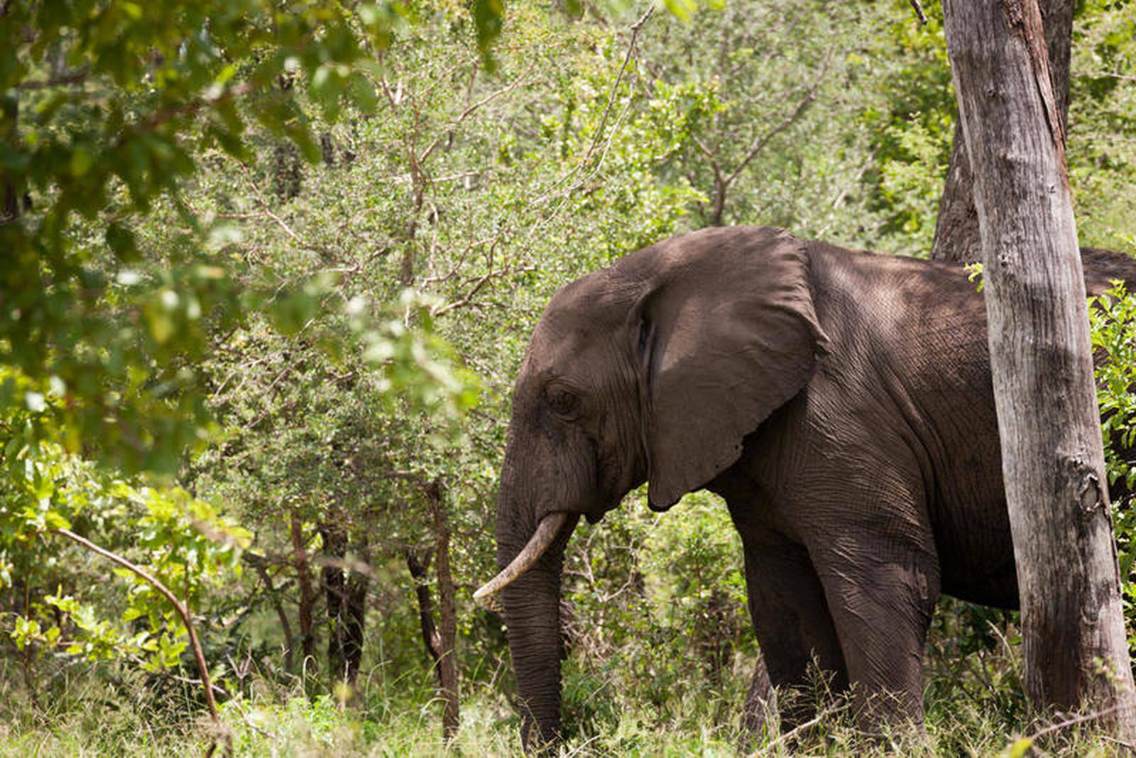 Rarity of cancer in elephants may help explain cancer in humans – Shaw ...