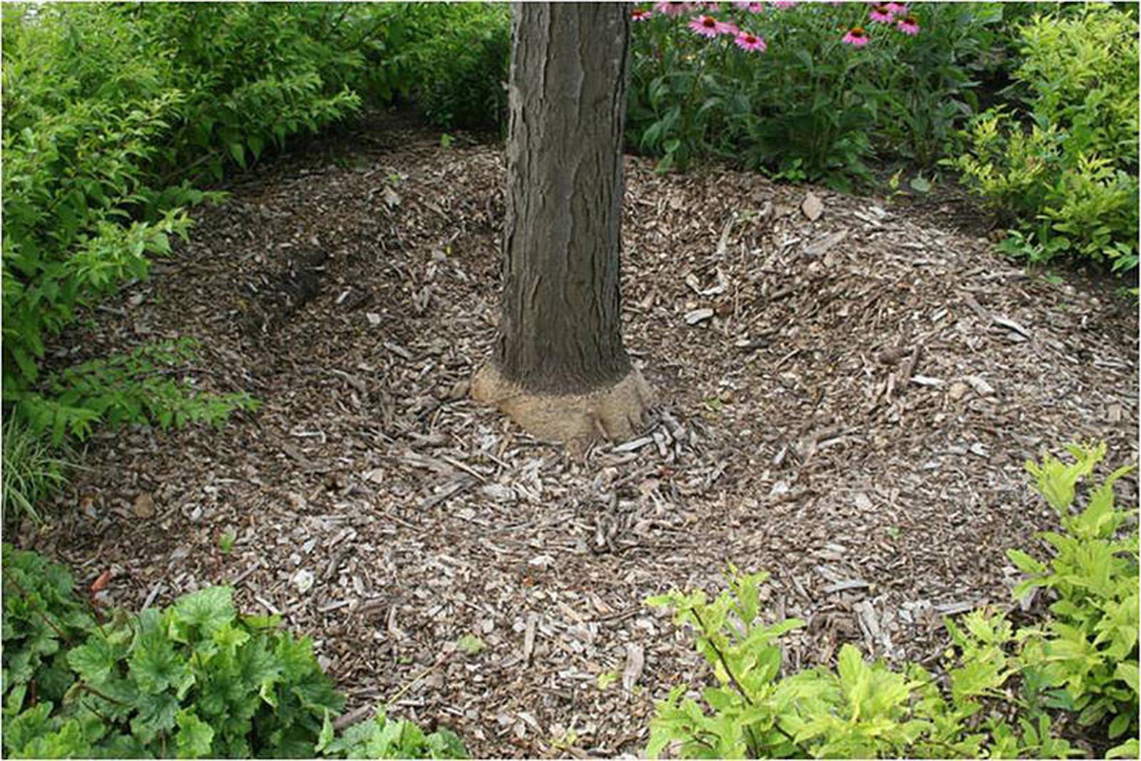 Down the Garden Path: Trees deserve to be mulched the right way – Shaw ...