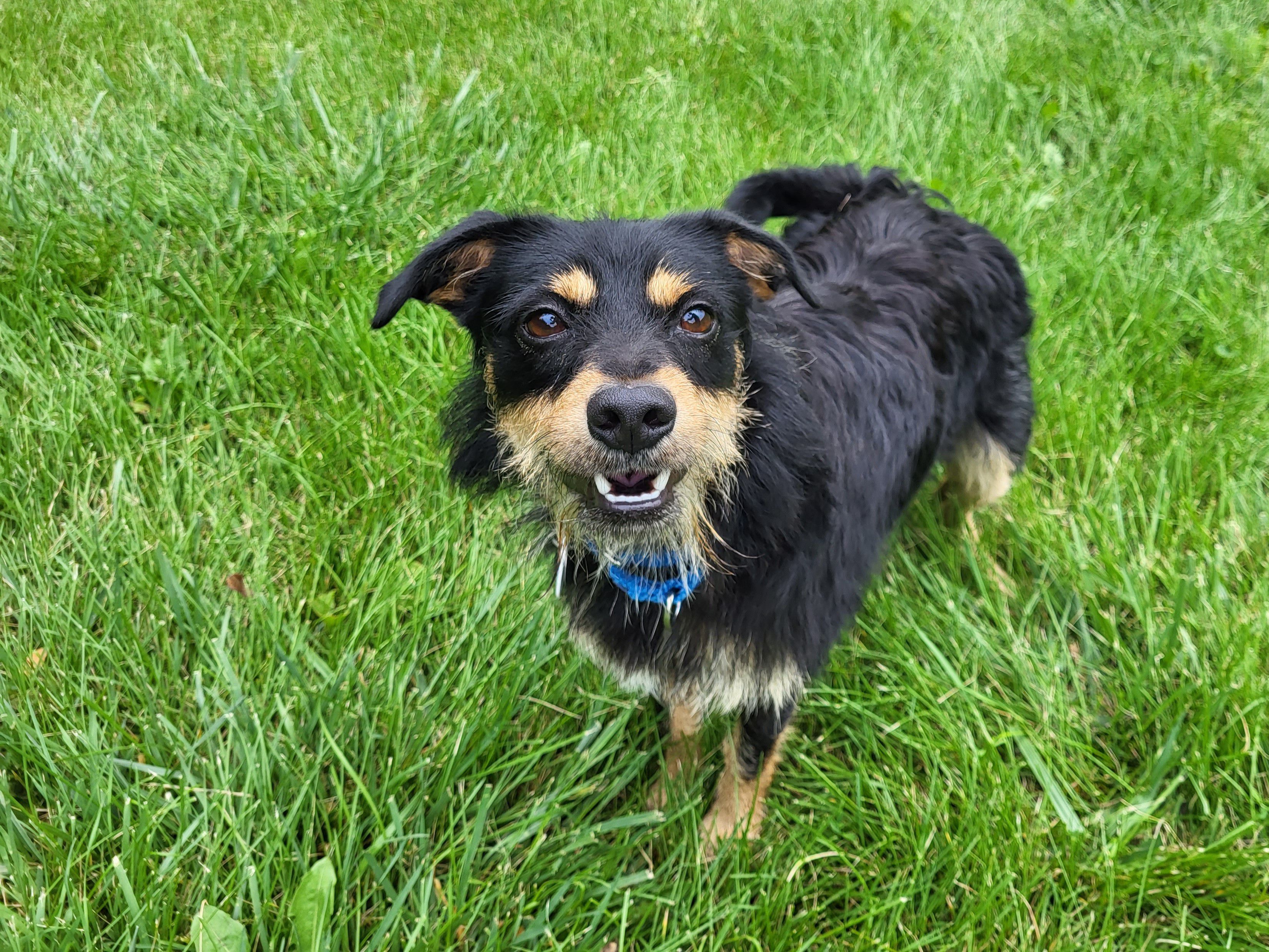 Dachshund Border Terrier Mix