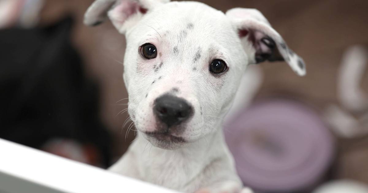 Photos: Homeless pets wait to be adopted at Tails Humane Society – Shaw ...