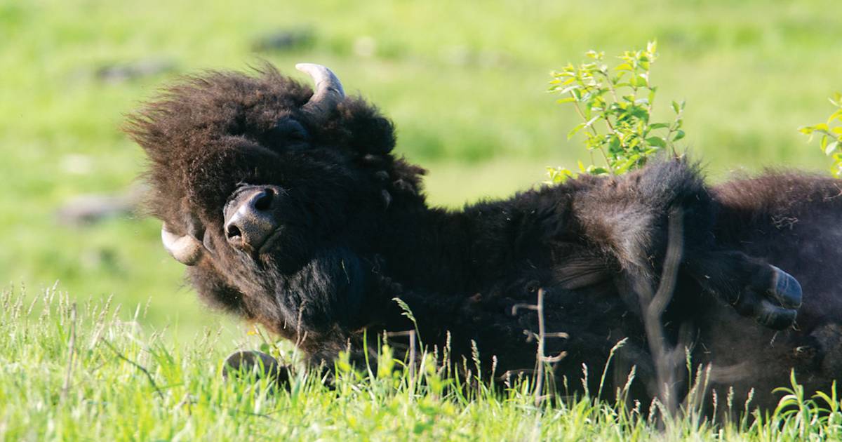 Bison 'experiment' at Nachusa Grasslands going well – Shaw Local