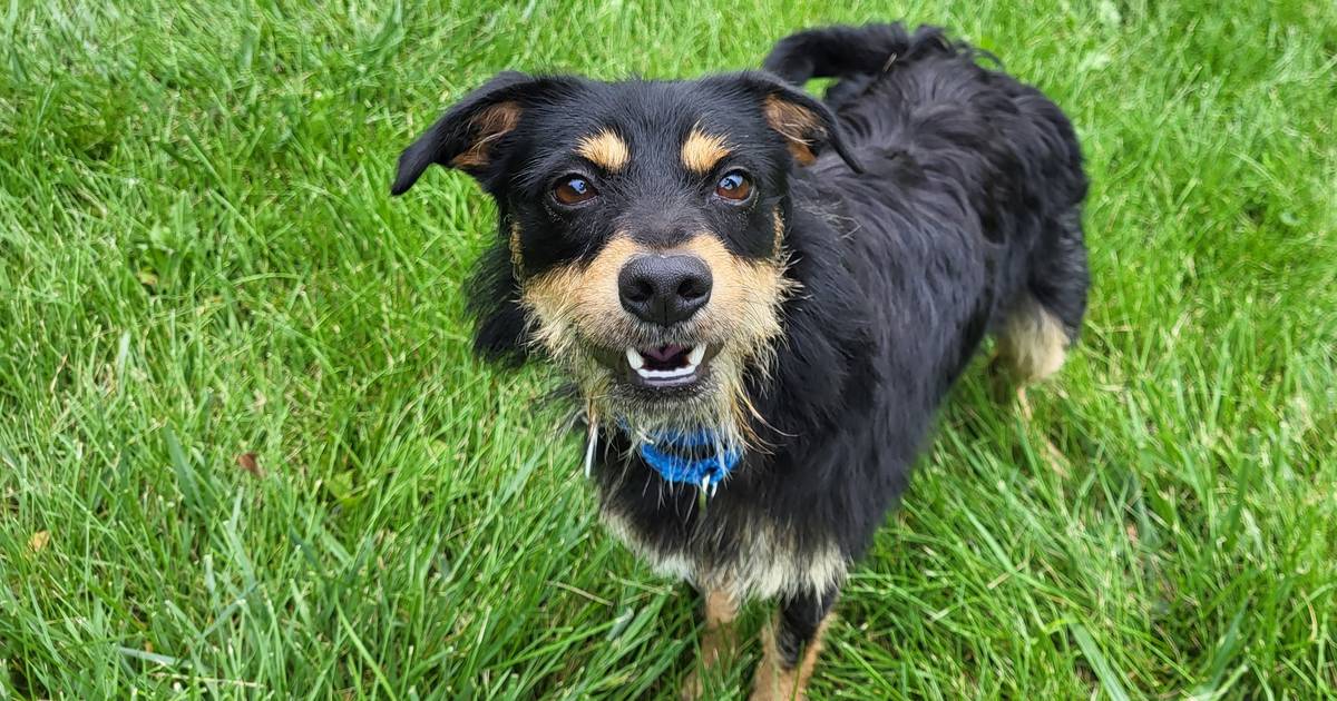Curious terrier mix ready to explore his forever home – Shaw Local