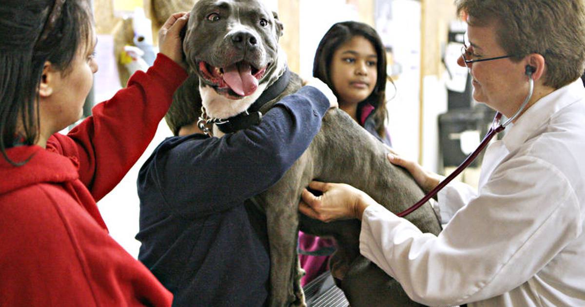 Holiday fundraiser to be held in Marseilles for No Animal Left Behind ...