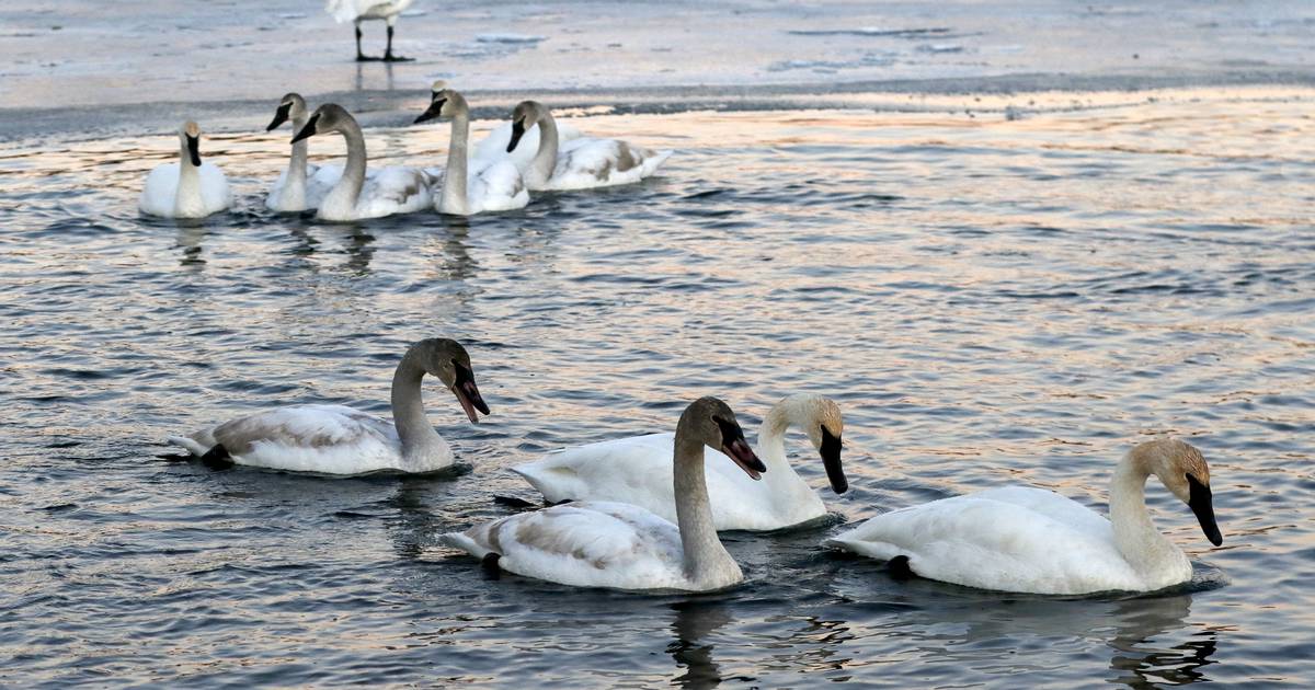 Photos: Trumpeters swans make a return to McHenry County – Shaw Local