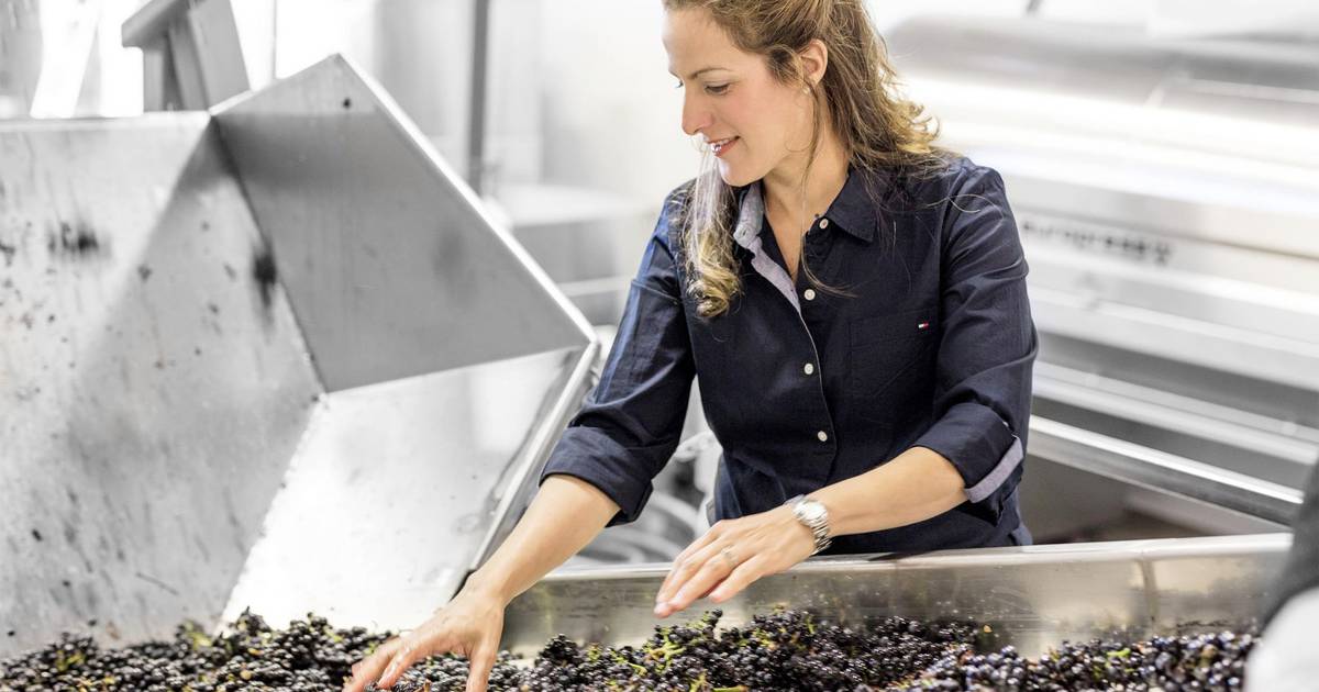 Uncorked: Reductive process shapes aromatic, intense wines – Shaw Local