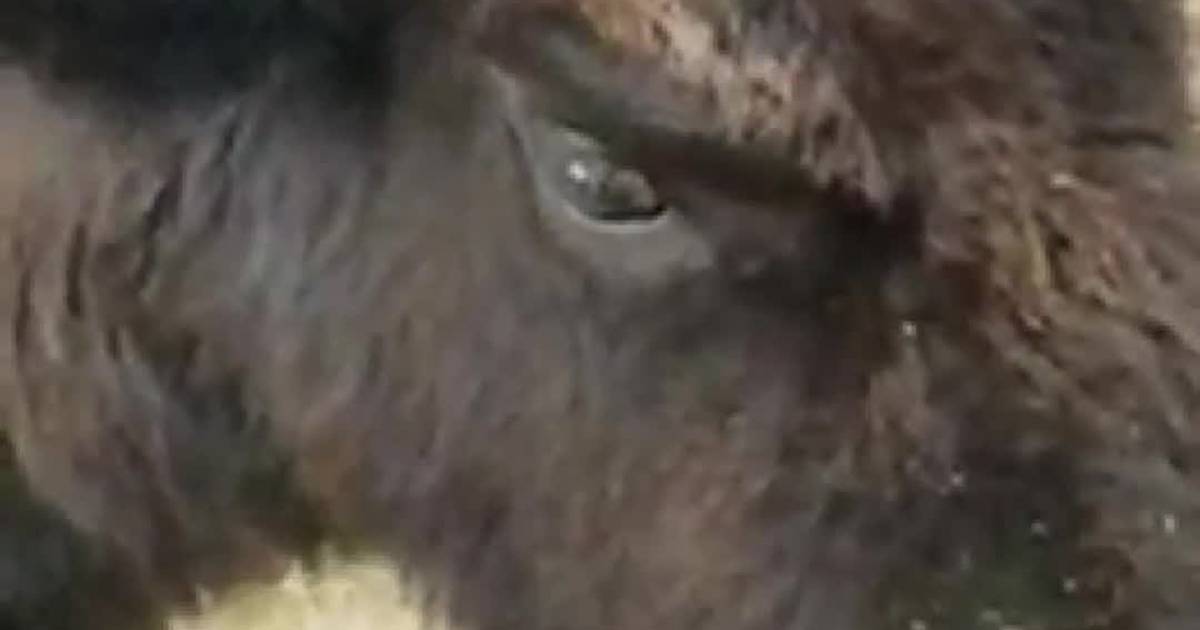 Video: Bison makes home at Wauconda farm while another roams Lake ...