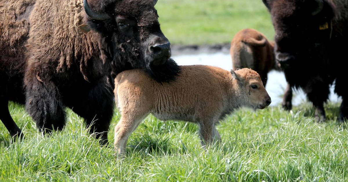 Baby bison steal hearts at Fermilab in Batavia – Shaw Local