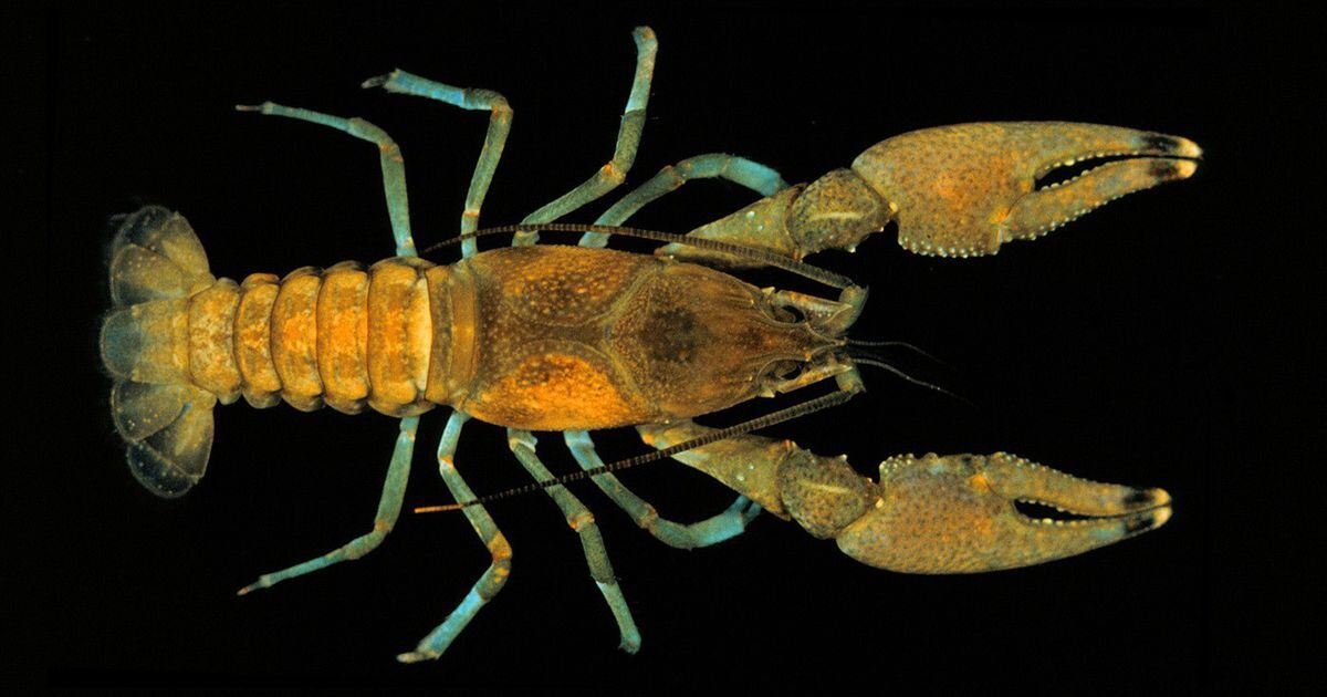 Volunteers sought to collect invasive species of rusty crayfish from ...