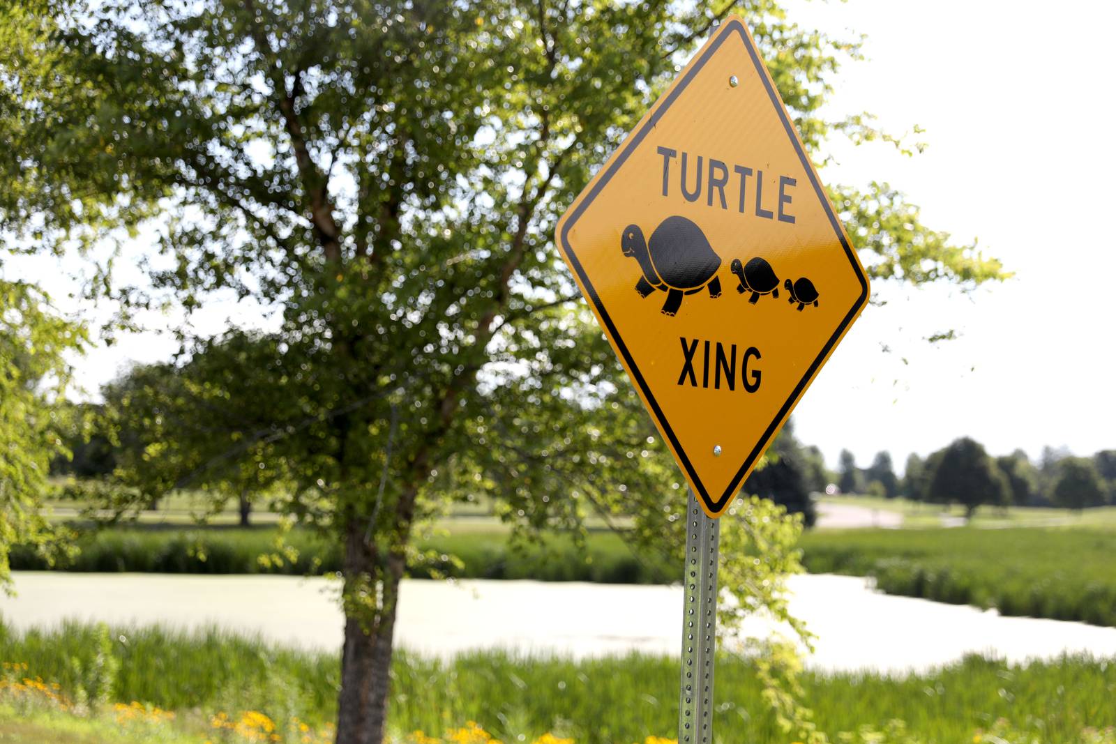 Drivers asked to watch out for turtles on area roads – Shaw Local