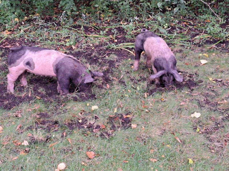 Three little pigs in Geneva Township escape pen, tear up neighbors’ sod ...
