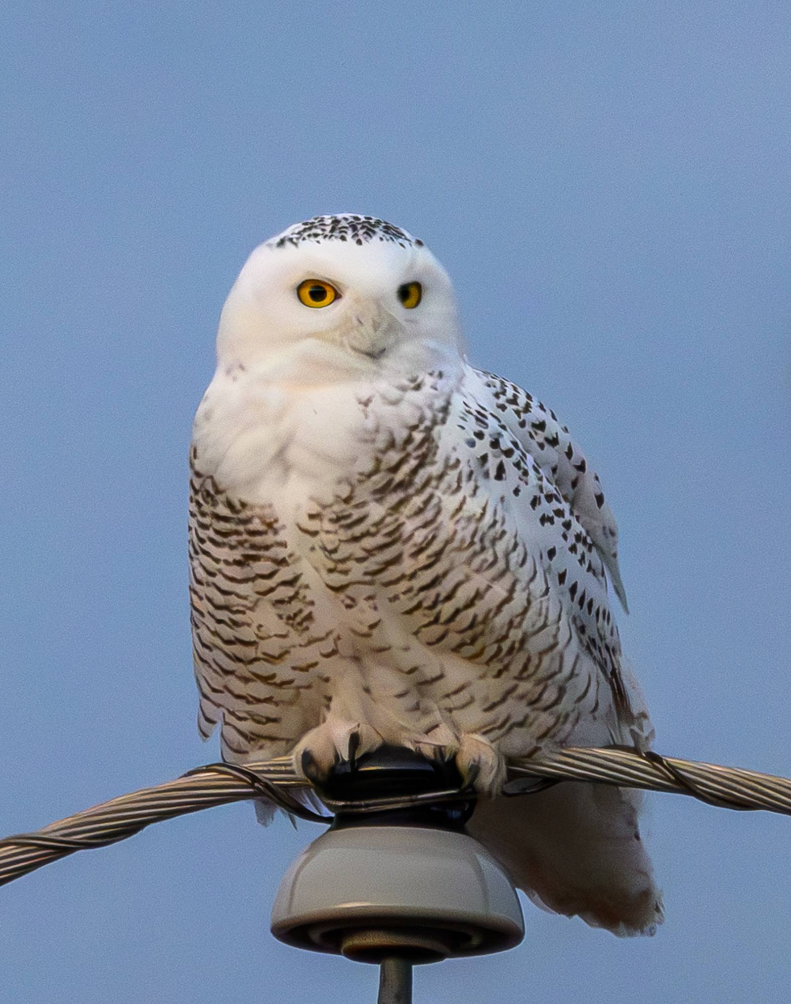 McHenry’s snowy owl gets a musical coda: Where you can hear a song ...