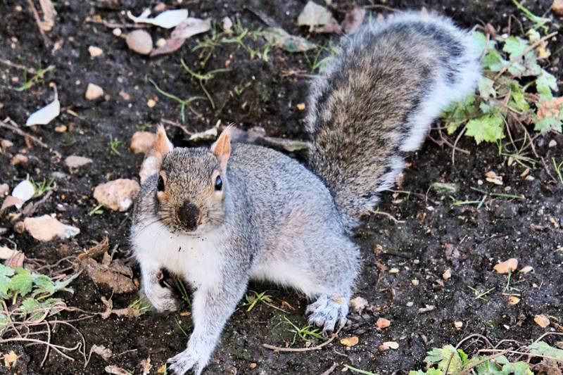 Good Natured in St. Charles: Scatter hoarding a lifesaver for squirrels – Shaw Local