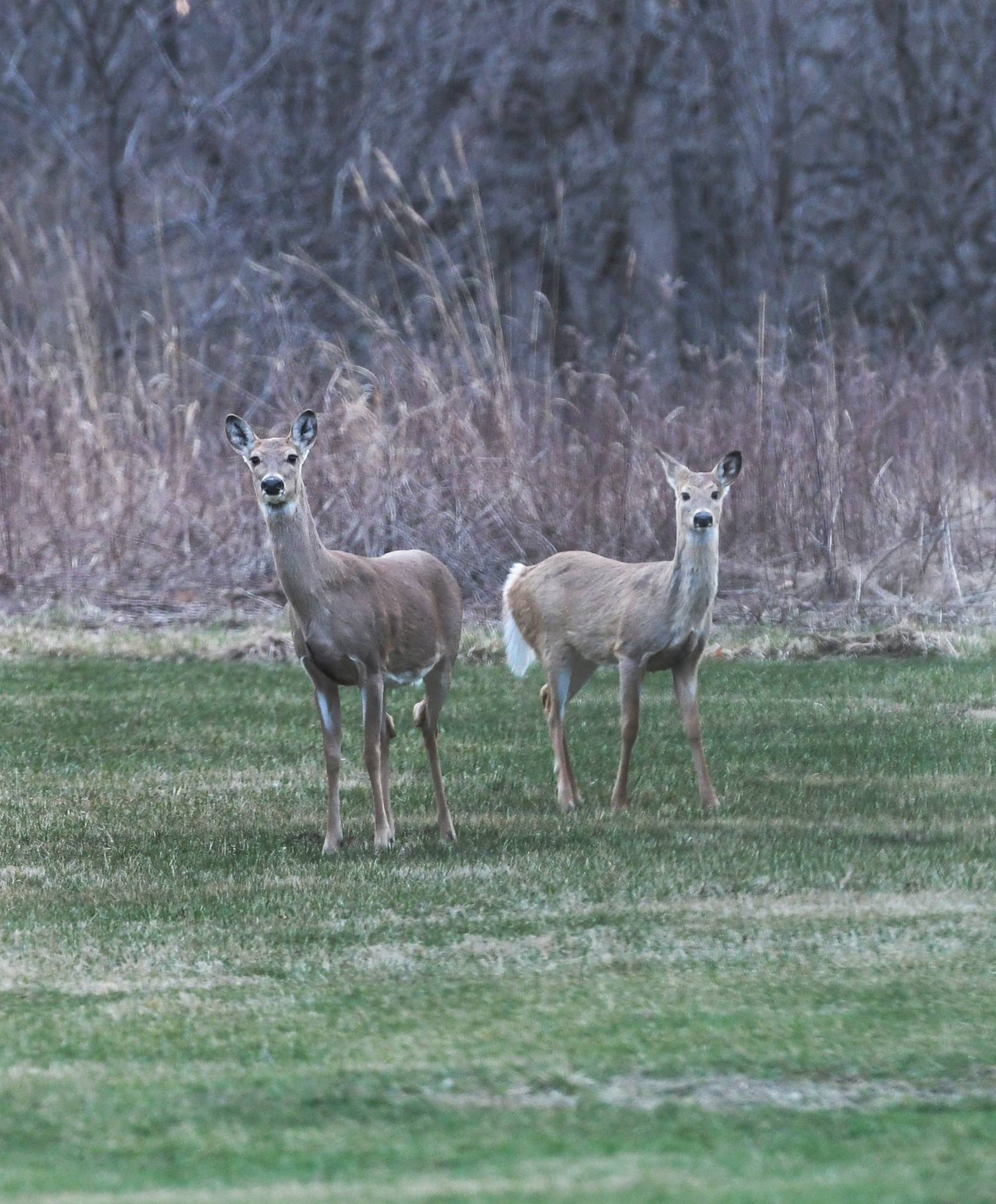 IDNR to host public informational meetings about Chronic Wasting ...