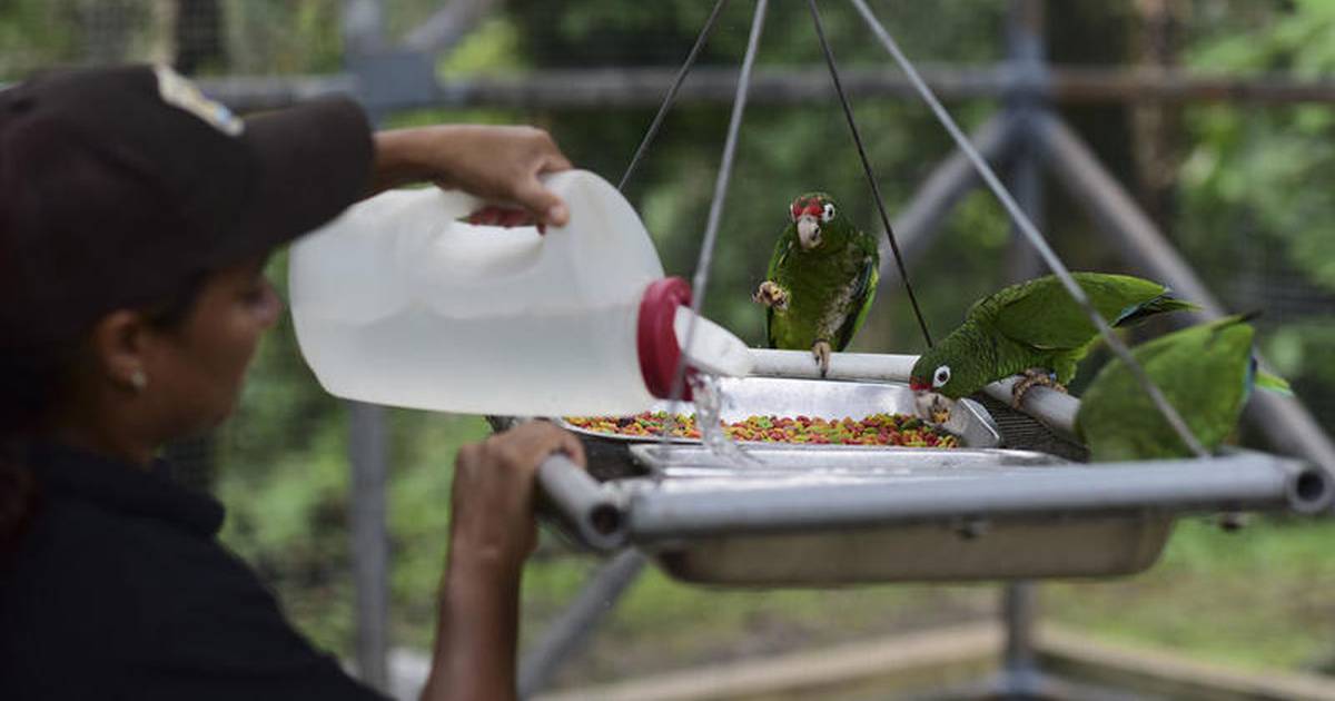 Scientists work to save wild Puerto Rican parrot after Maria – Shaw Local