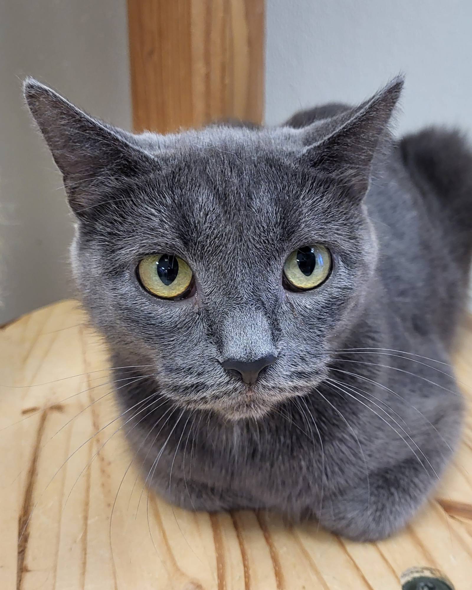 Sweet little cat ready to claim hearts of forever family – Shaw Local