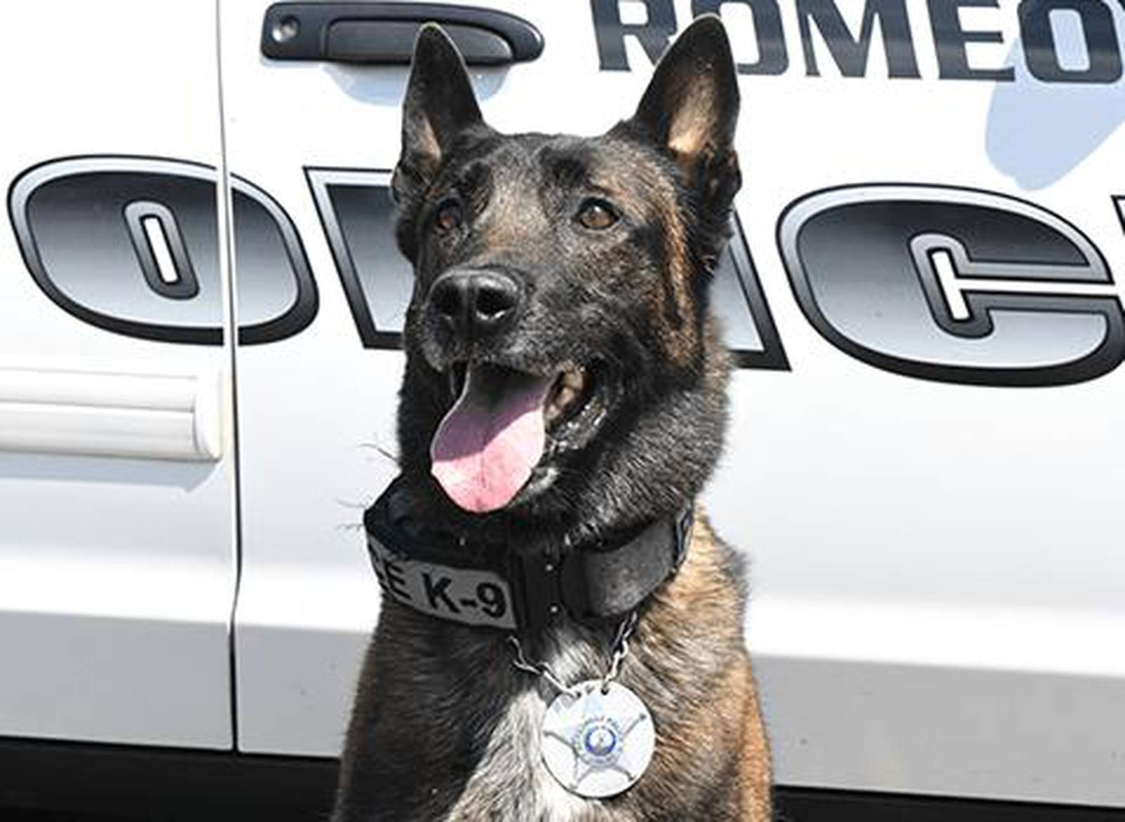 Romeoville police dog to receive donated protective vest – Shaw Local