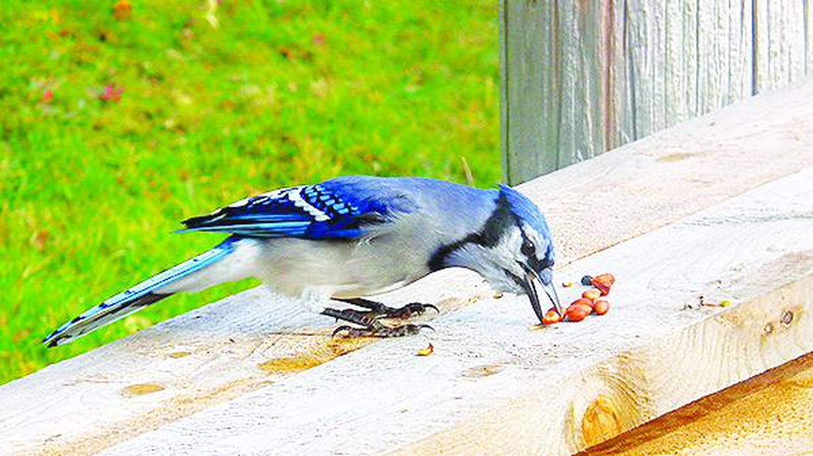 Good Natured: Blue jays and the gular pouch – Shaw Local