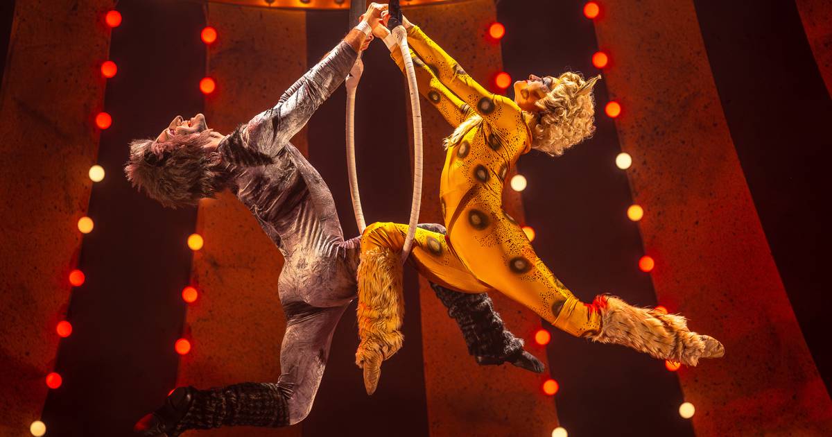 Paramount reimagines ‘Cats’ as high-flying circus spectacle – Shaw Local