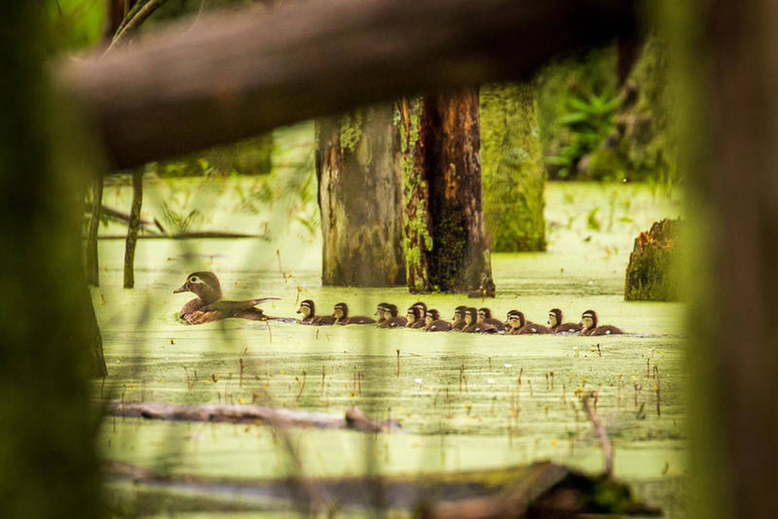 32-page illustrated booklet lists bird species reported at Midewin ...