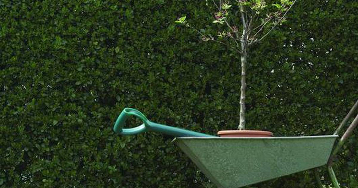 Fall is for tree planting: Here’s how to do it right – Shaw Local