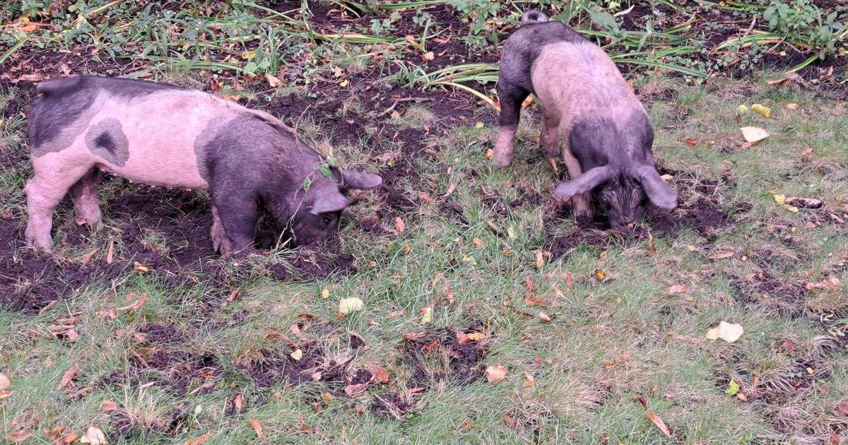 Three little pigs in Geneva Township escape pen, tear up neighbors’ sod – Shaw Local