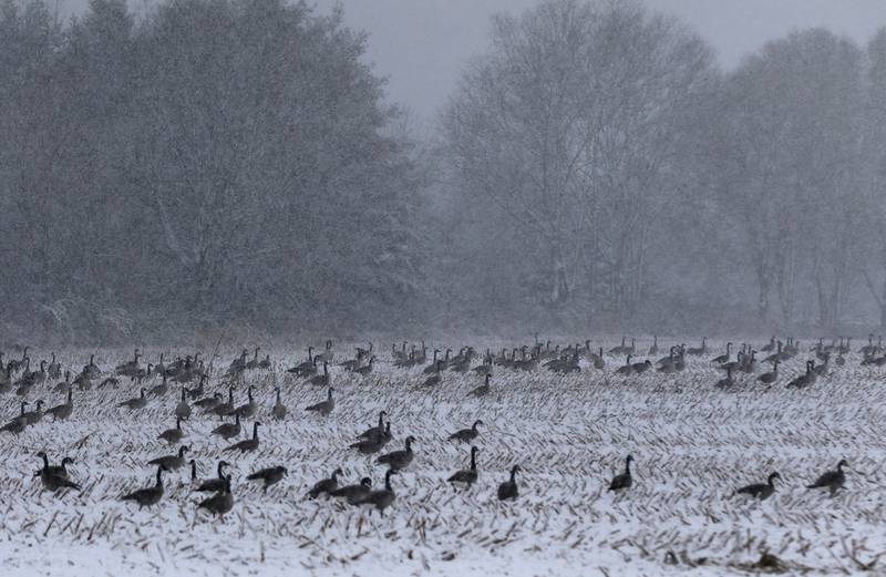 Photos: First measurable snow of the season in McHenry County – Shaw Local