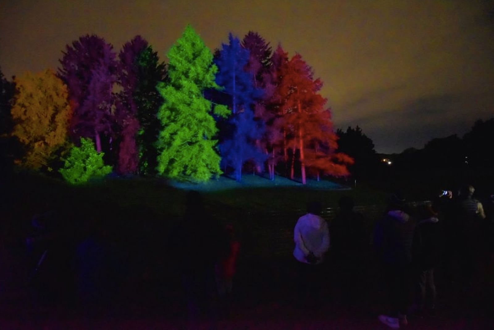 Morton Arboretum extends ‘Illumination’ to Jan. 8 – Shaw Local