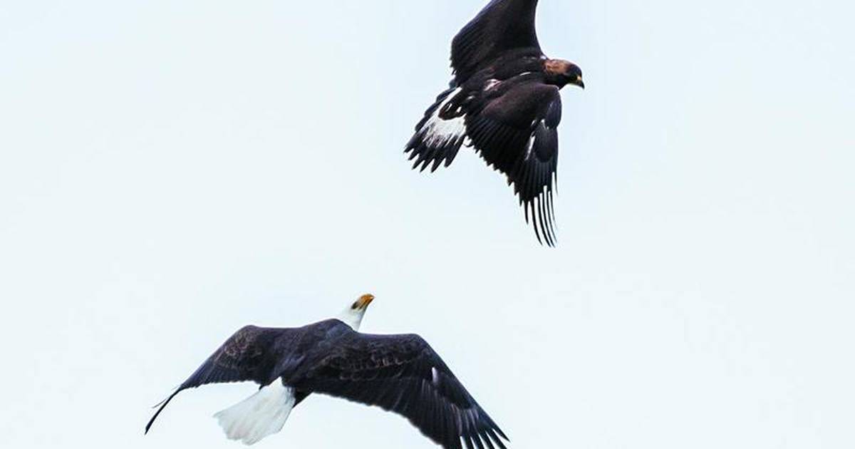 The wild world of eagles – Shaw Local