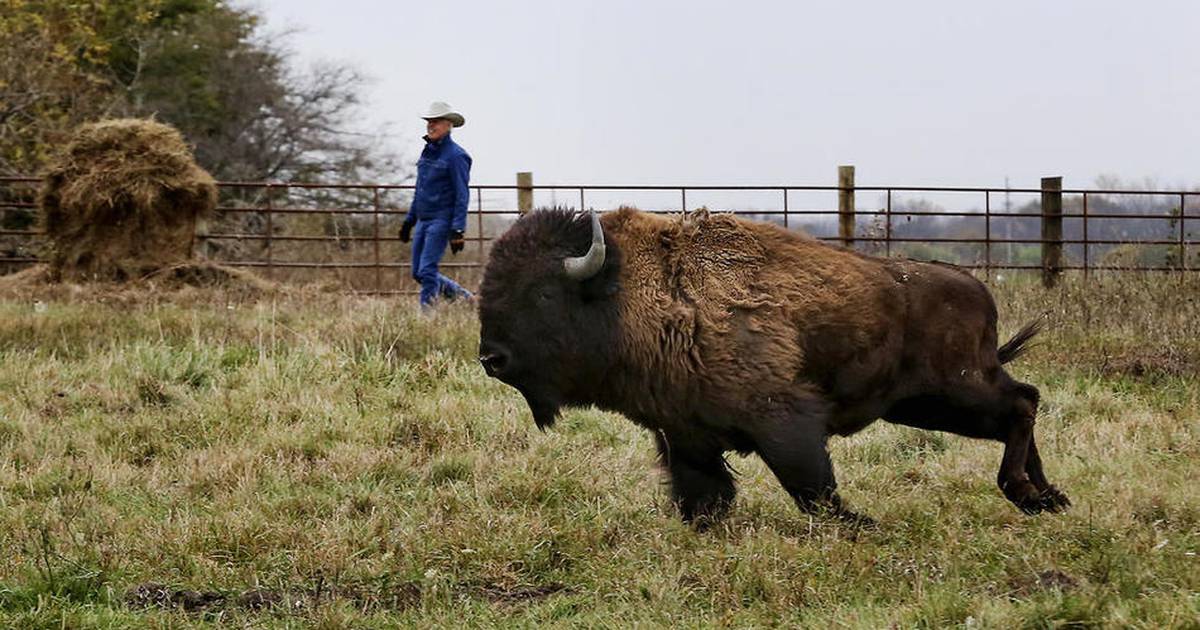 Wilmington's Midewin prairie welcomes bison herd amid restoration ...