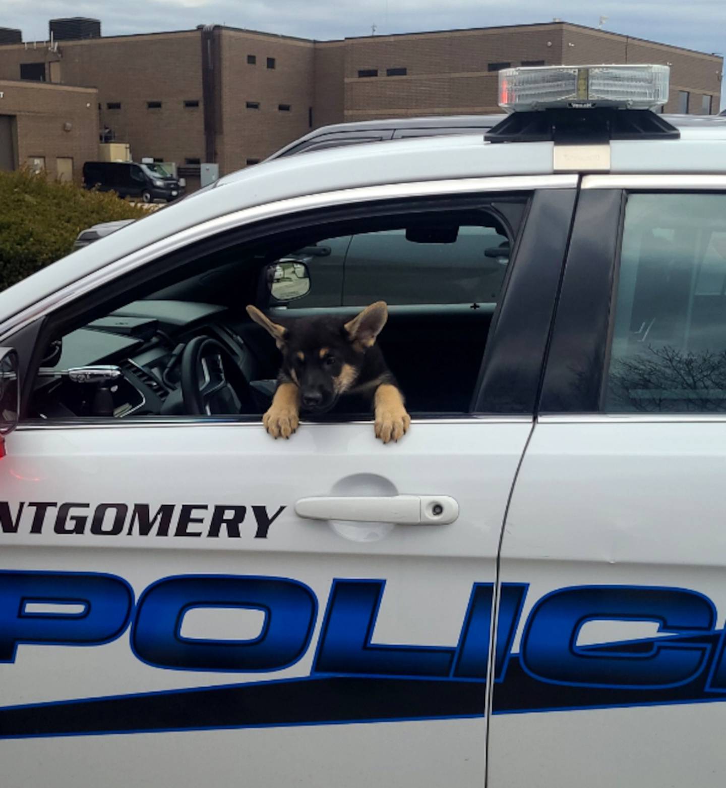Monty the comfort dog joins Montgomery Police Department – Shaw Local