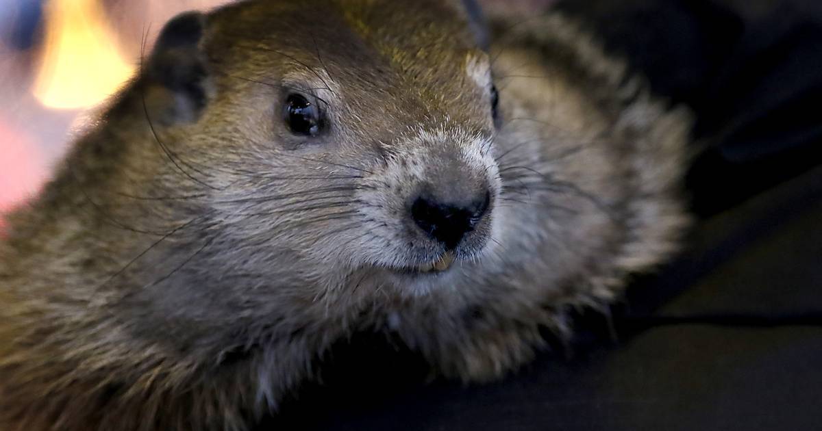 Historic Highlights: Groundhogs are cute to some, nusiance to others ...