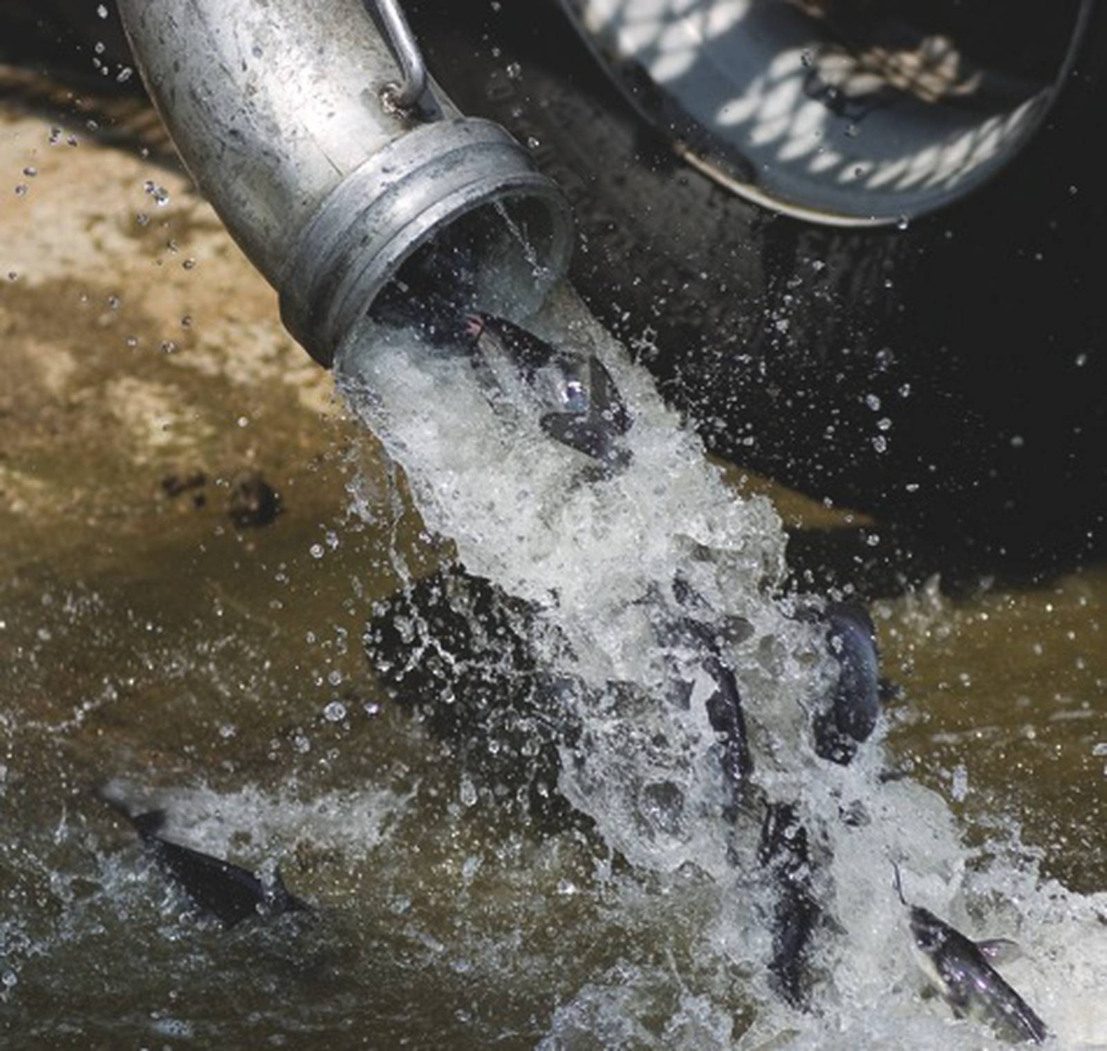 Indiana man pleads guilty to importing fish into Plainfield lake – Shaw ...