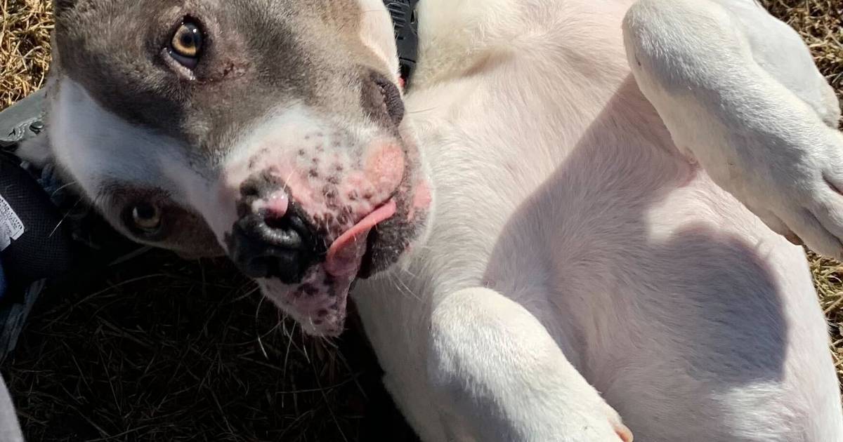 Playful goofball aims to have fun with forever family – Shaw Local