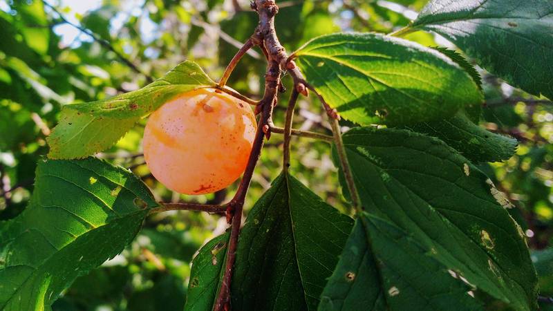 Good Natured in St. Charles: American plums prove a ‘wild scavenger’s ...