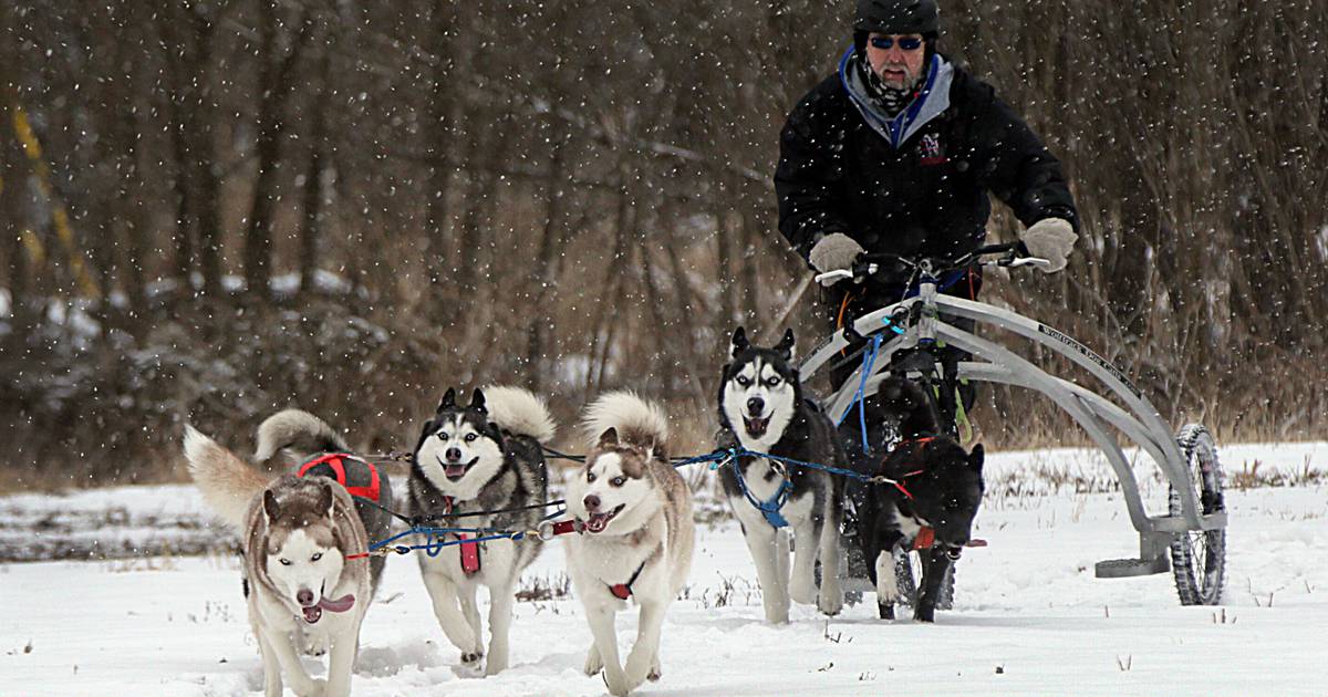 Photos: Mush! Sled Dog Demo Attracts Large Crowd – Shaw Local