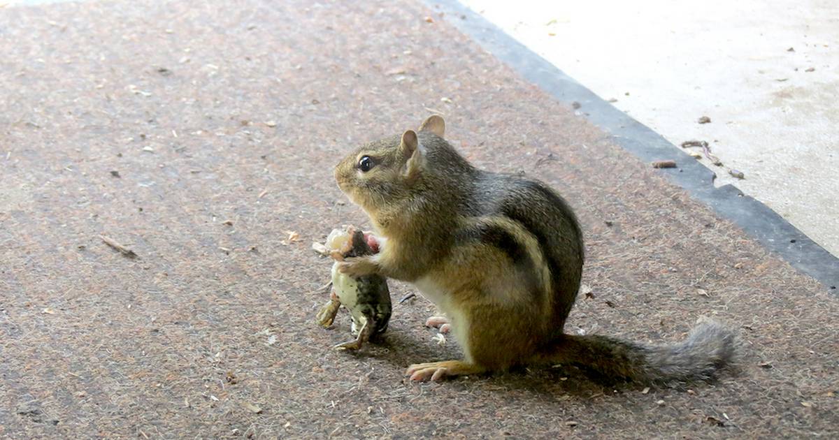 Good Natured: Chipmunks eat meat? The secret's out! – Shaw Local