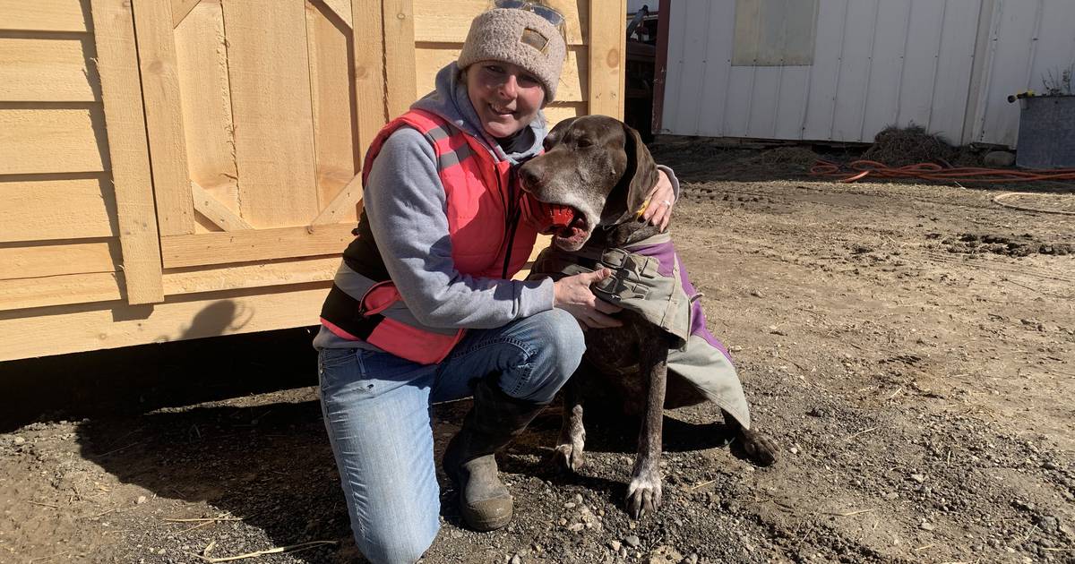 Marengo ranch provides a home for animals needing rescue – Shaw Local