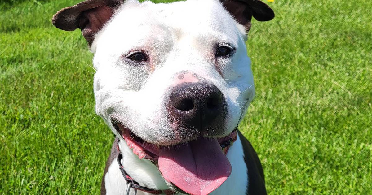 Lovable goofball seeks family for laughter, cuddles – Shaw Local