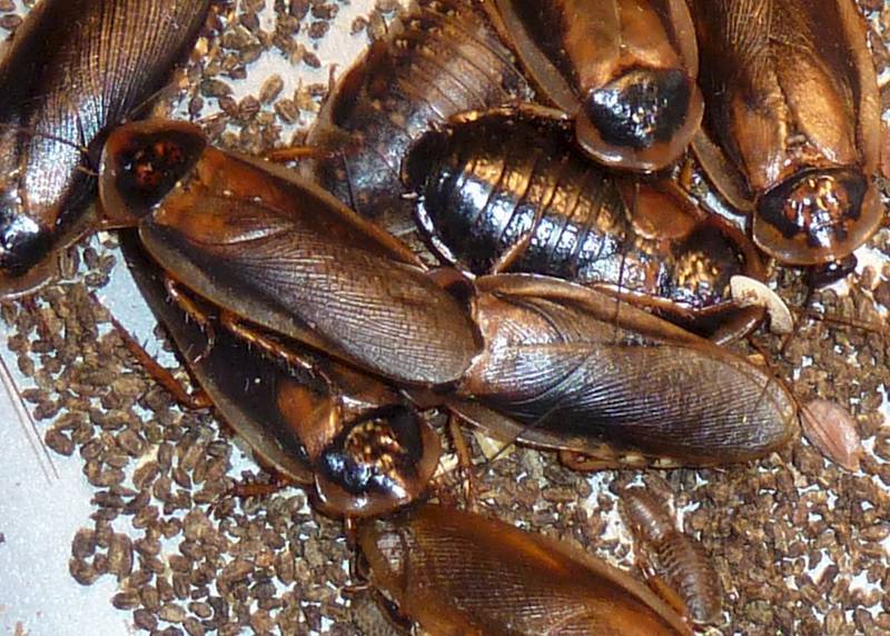 Otto: Thankful for the cockroaches – Shaw Local